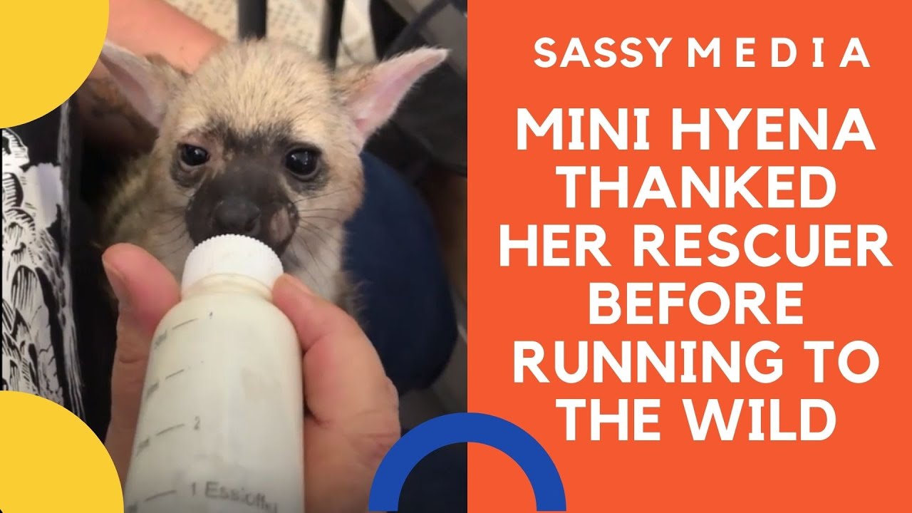 Mini hyena thanked her rescuer before running to the wild - YouTube
