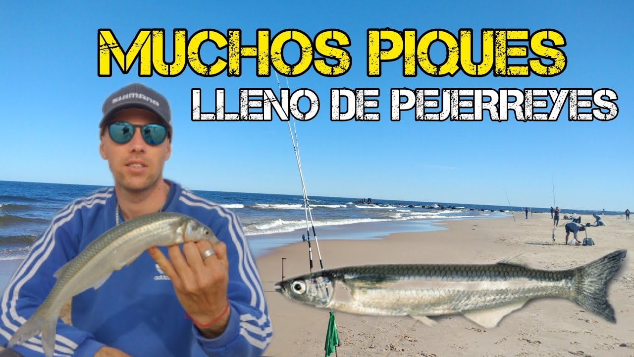 PEJERREYES por TODA LA COSTA 🎣 BURELES, ANCHOAS y RONCADERONES en Pesca ...