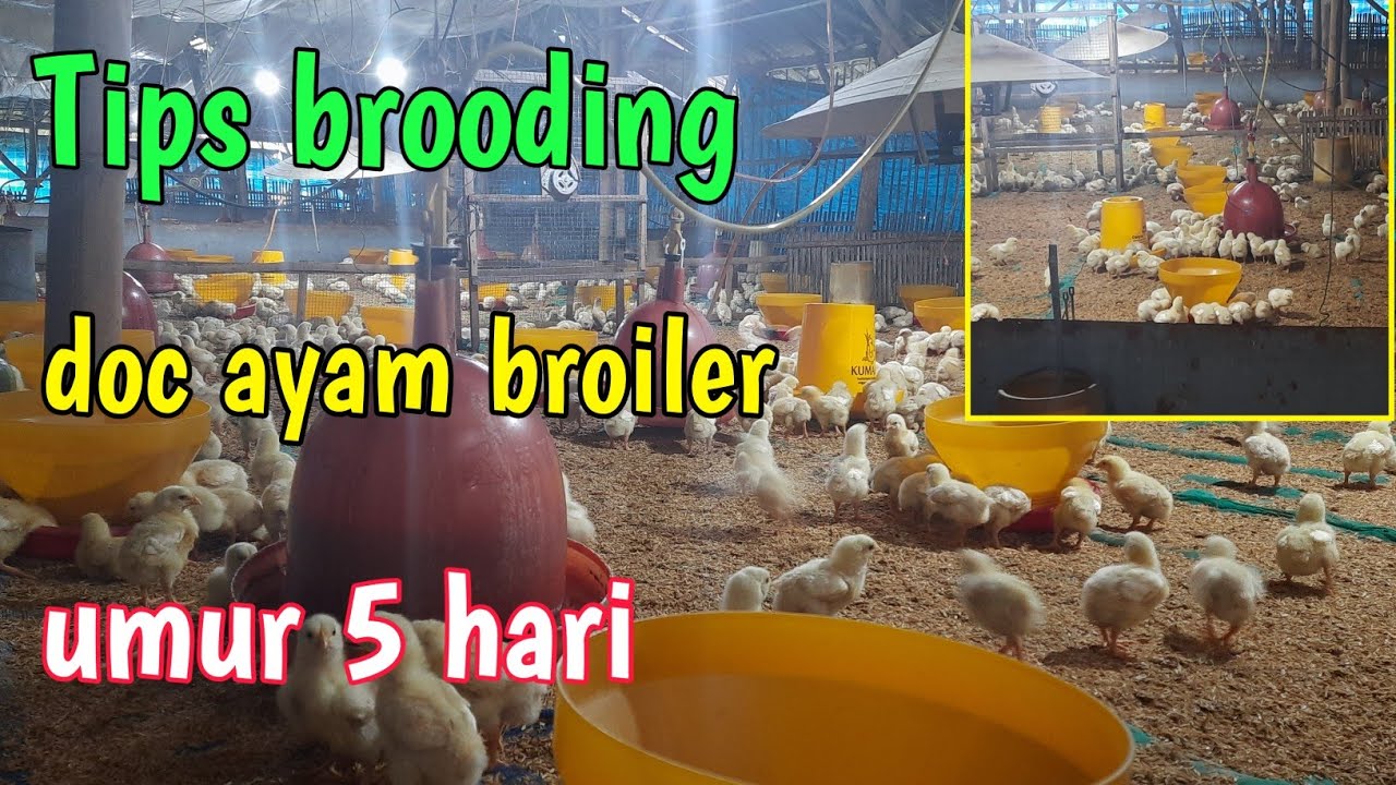 Tips brooding doc ayam broiler umur 5 hari - YouTube