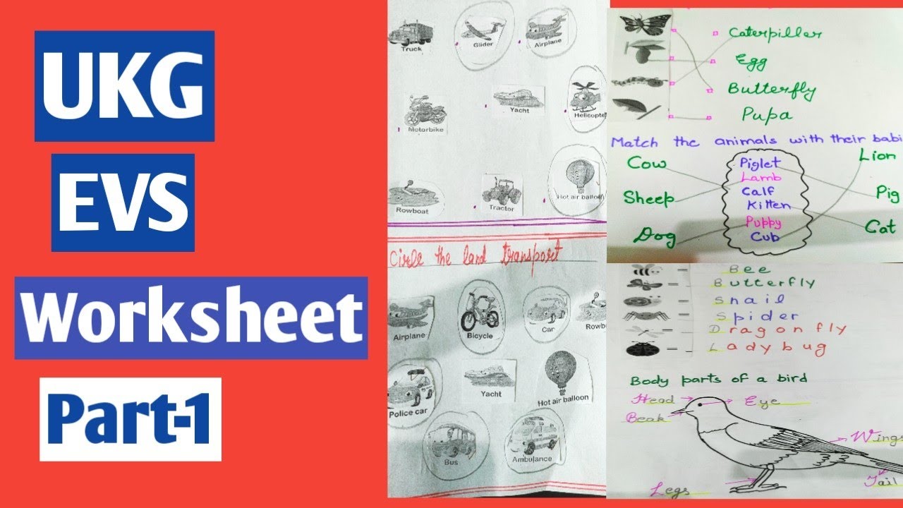 EVS worksheet for ukg/evs worksheet for ukg class#ukgevsworksheet - YouTube