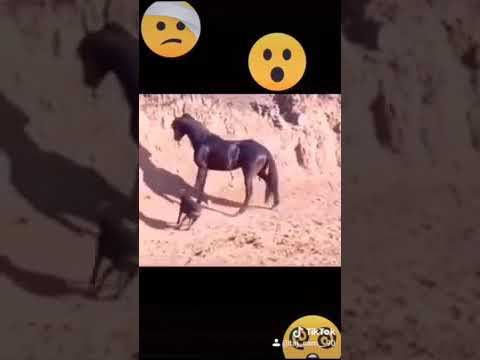 Atın intikamı komik