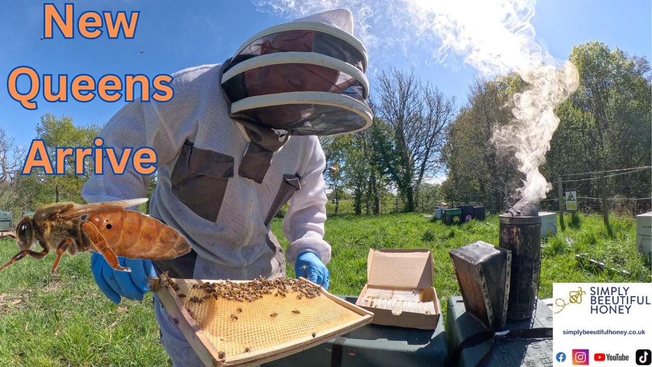 Simply Beeutiful Honey, New queens arrive, New beekeeping experience - YouTube