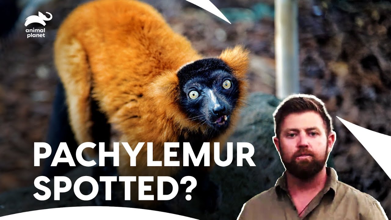 Searching Pachylemur in Madagascar | Extinct Or Alive S1 Ep6 | Animal ...
