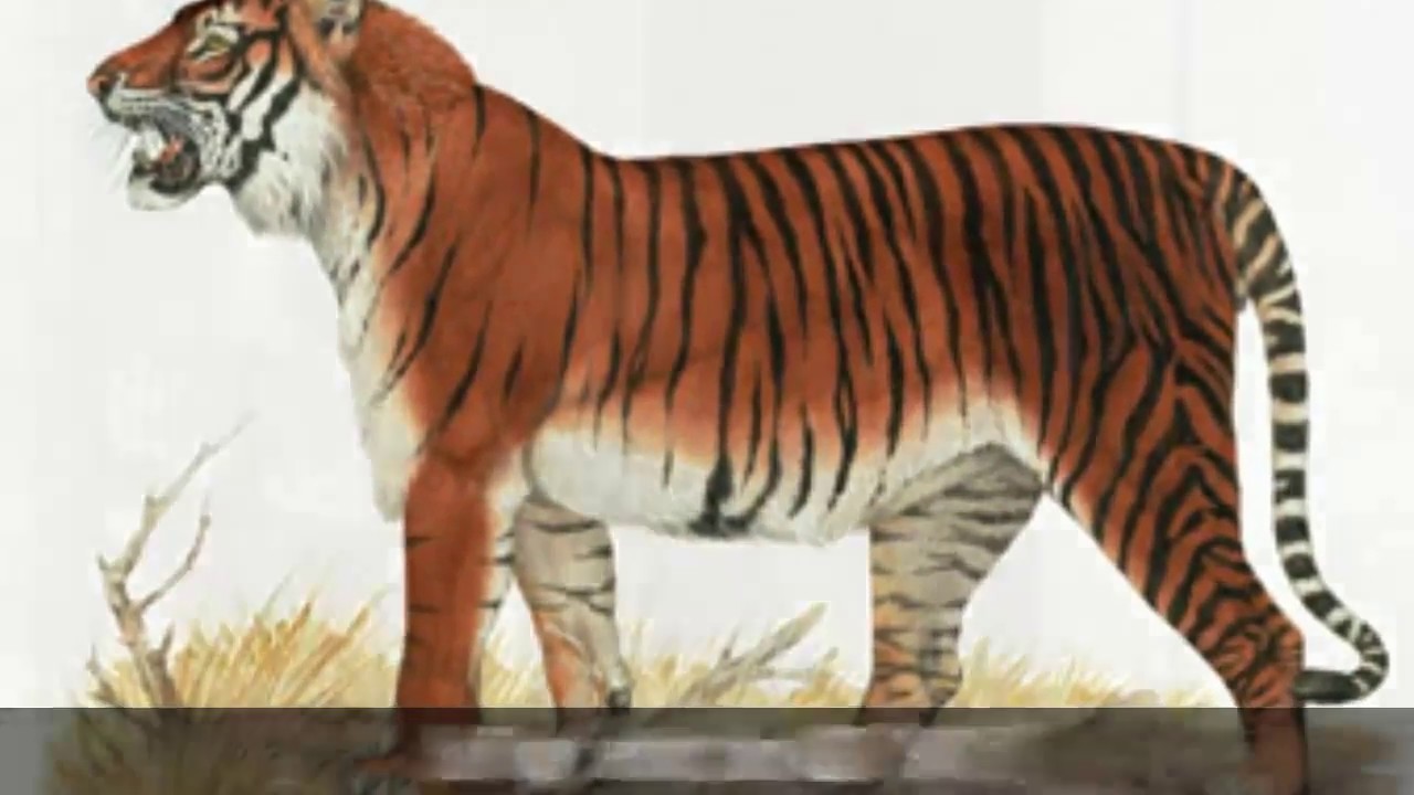 Famous Recently Extinct Species - YouTube