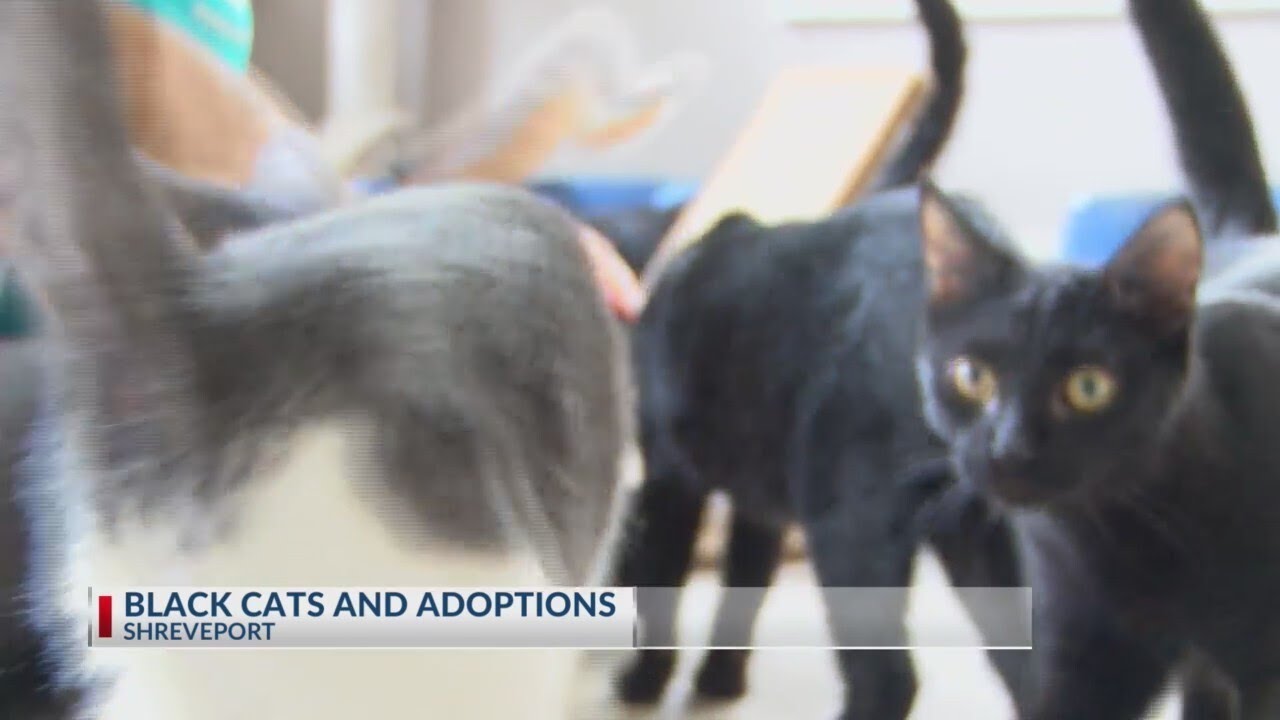 Black cats and Adoptions - YouTube