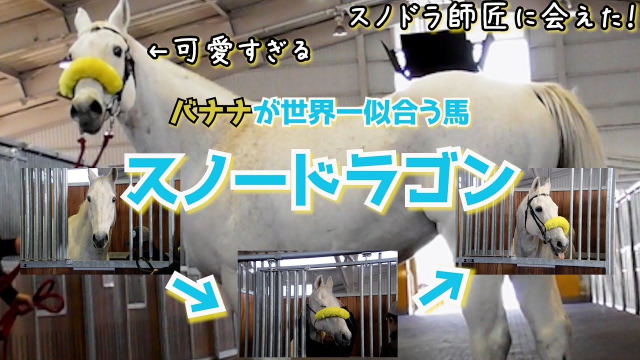 スノードラゴン展示！バナナ師匠健在🍌【うまカルフェス】 - YouTube