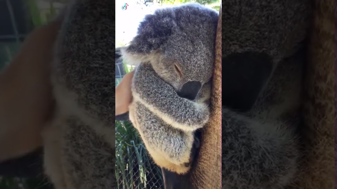Petting Sleepy Koala - YouTube