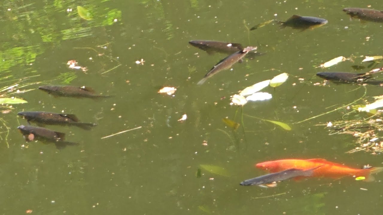 Рыбий саммит! 😃🤔 Fish summit! - YouTube