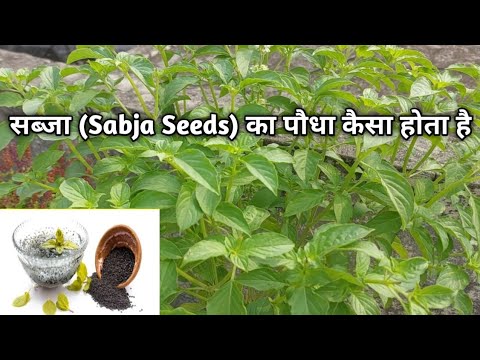 सब्जा (Sabja Seeds) का पौधा कैसा होता है। मरुआ तुलसी।Sabja ka poudha ...