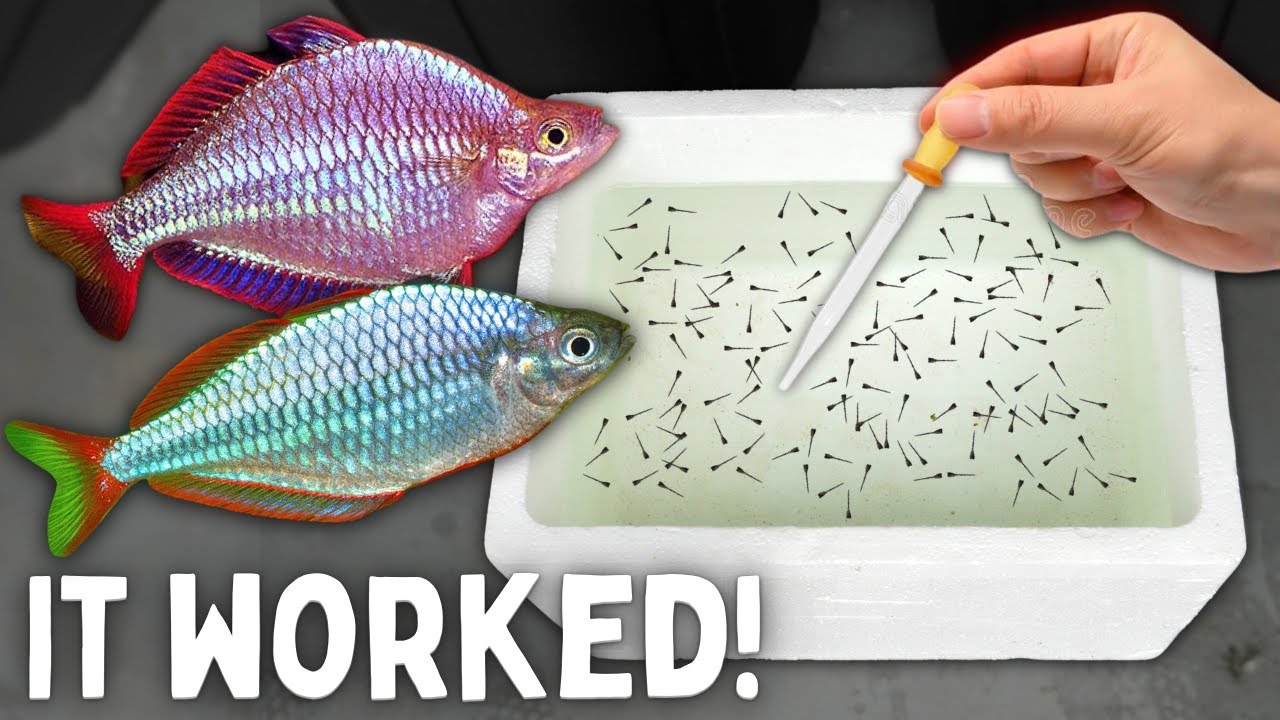BREEDING Rainbowfish - Over 500 Fry Yield! - YouTube