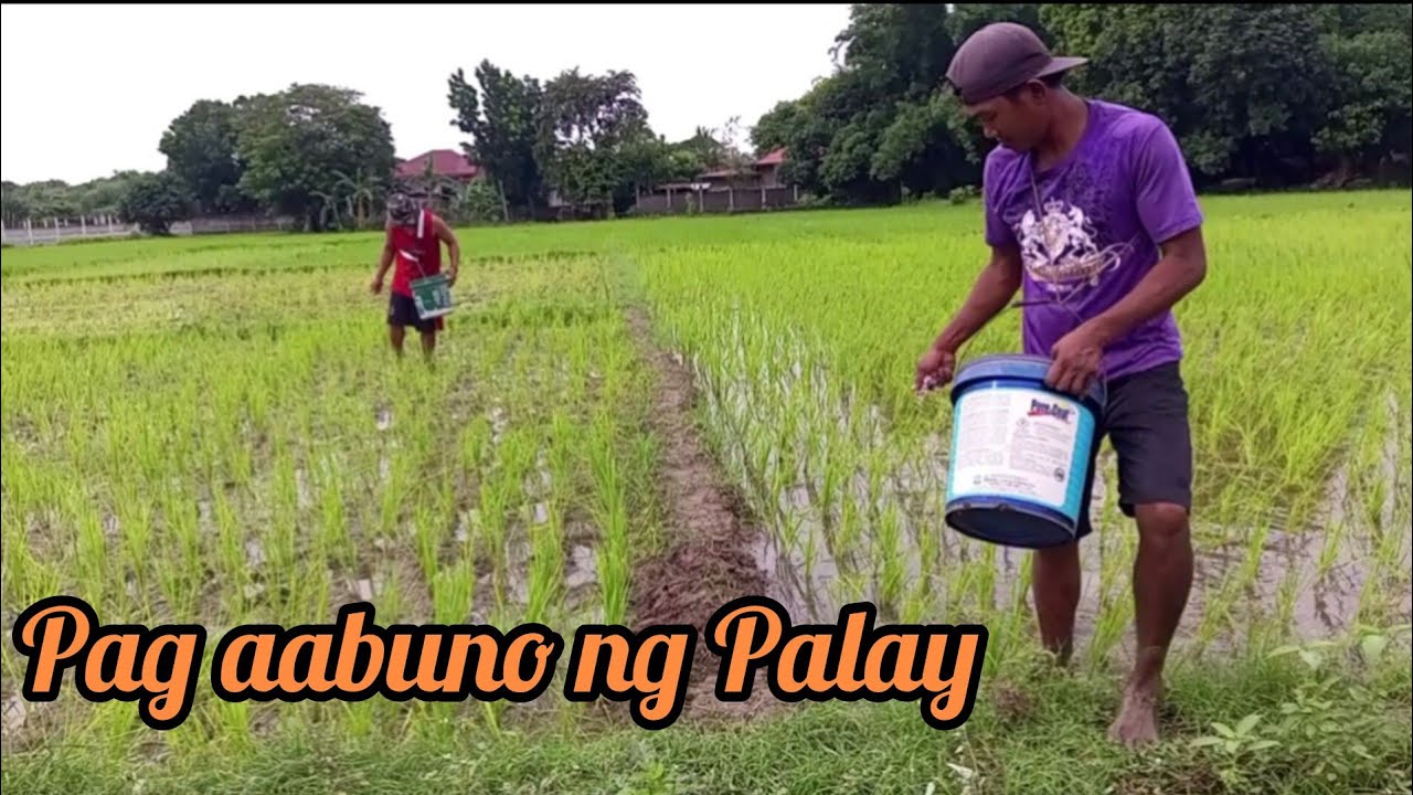 Pag Aabuno ng Palay #buhaymagsasaka #provincelife - YouTube