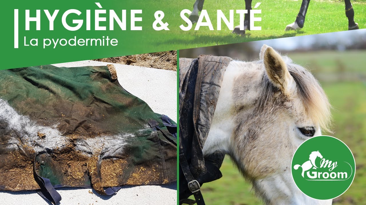 | My Groom | Chronique Hygiène & Santé • La pyodermite - YouTube