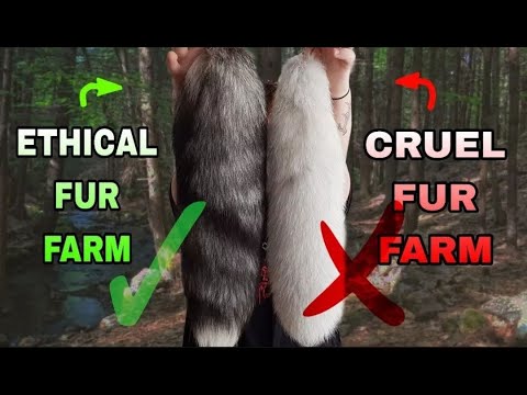 Watch BEFORE you BUY A TAIL: HOW TO SPOT a fox tail from a CRUEL FUR ...
