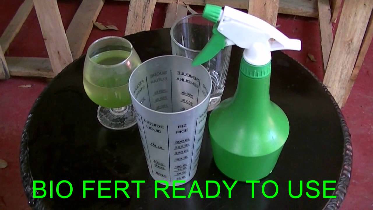 MORINGA BIO FERTILIZER - YouTube