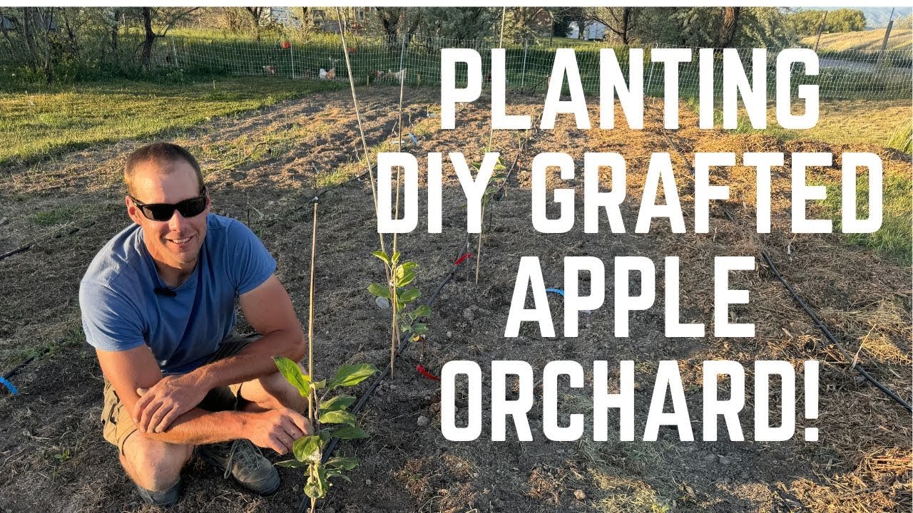 Planting Our First Self-Grafted High Density Apple Orchard - YouTube
