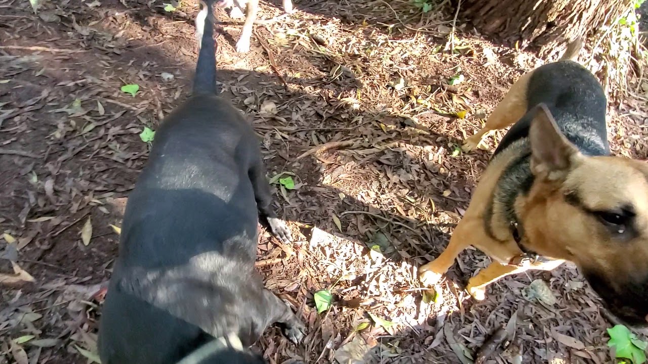 Dog Problem: Mud Eater - YouTube