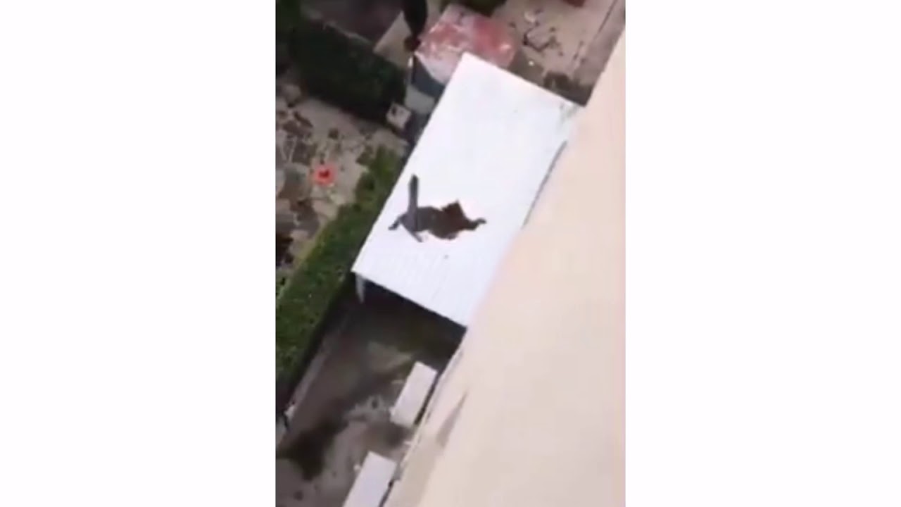 Cat falling from building - YouTube