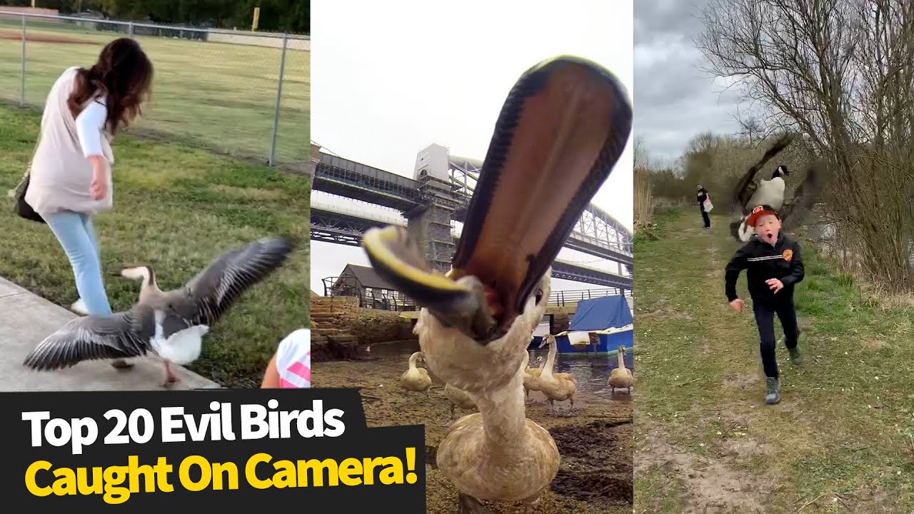 Top 20 Evil Bird Moments Caught On Camera | Funny Birds - YouTube