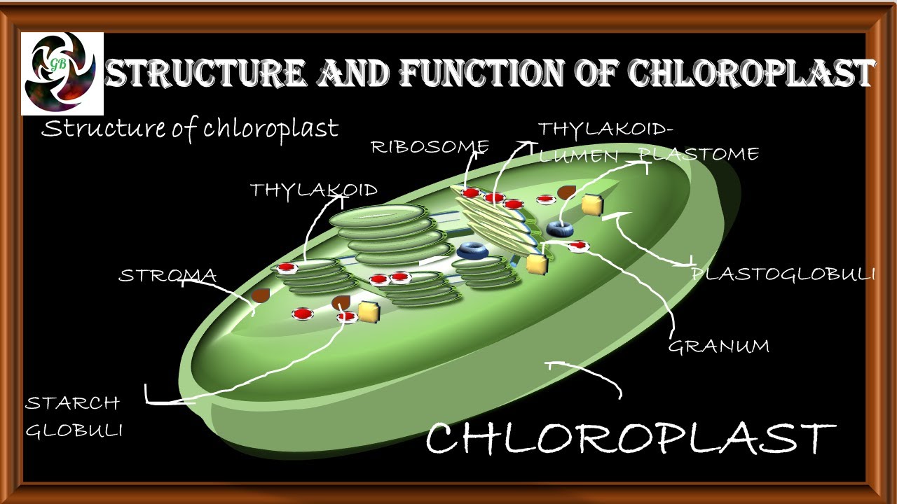 CHLOROPLAST STRUCTURE AND FUNCTION - YouTube