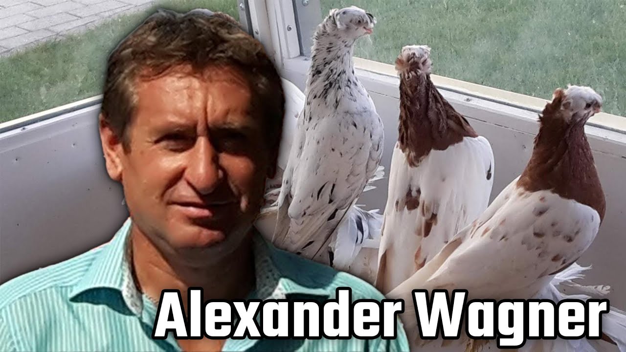 История Alexander Wagner Германия. Двухчубые голуби. Tauben. Pigeons ...