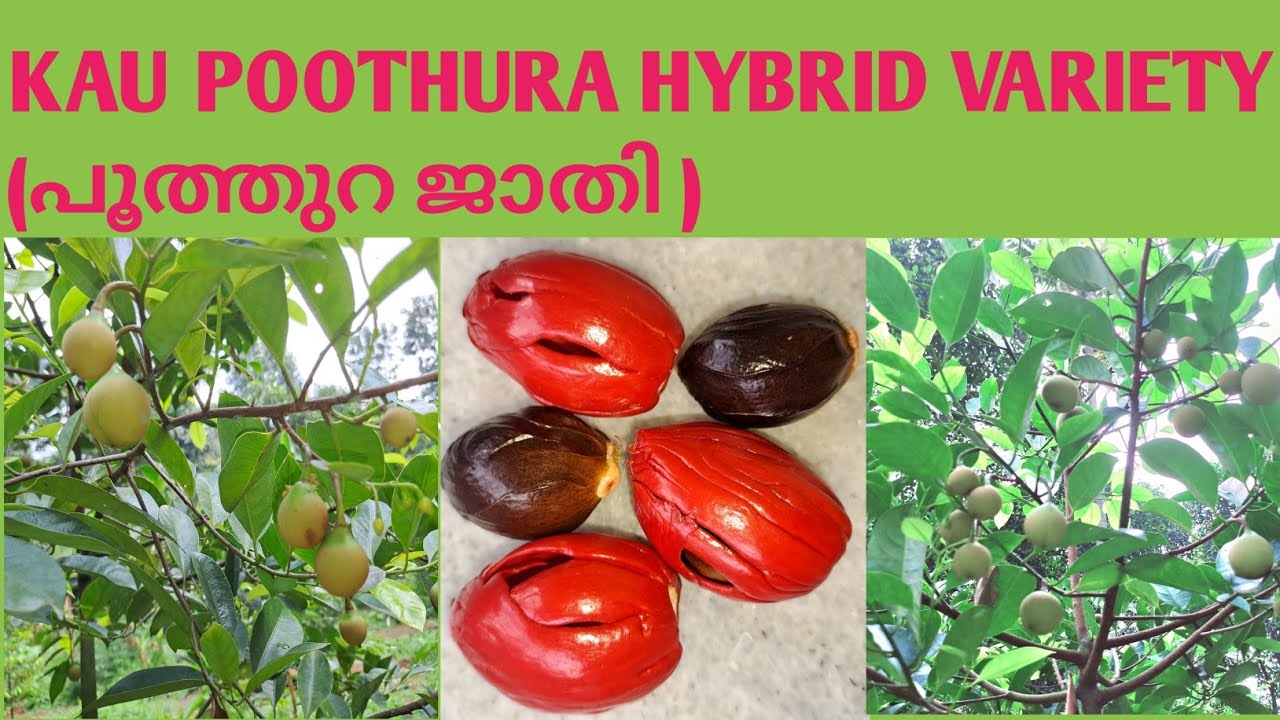 KAU POOTHARA JATHI /പൂത്തറ ജാതി - YouTube