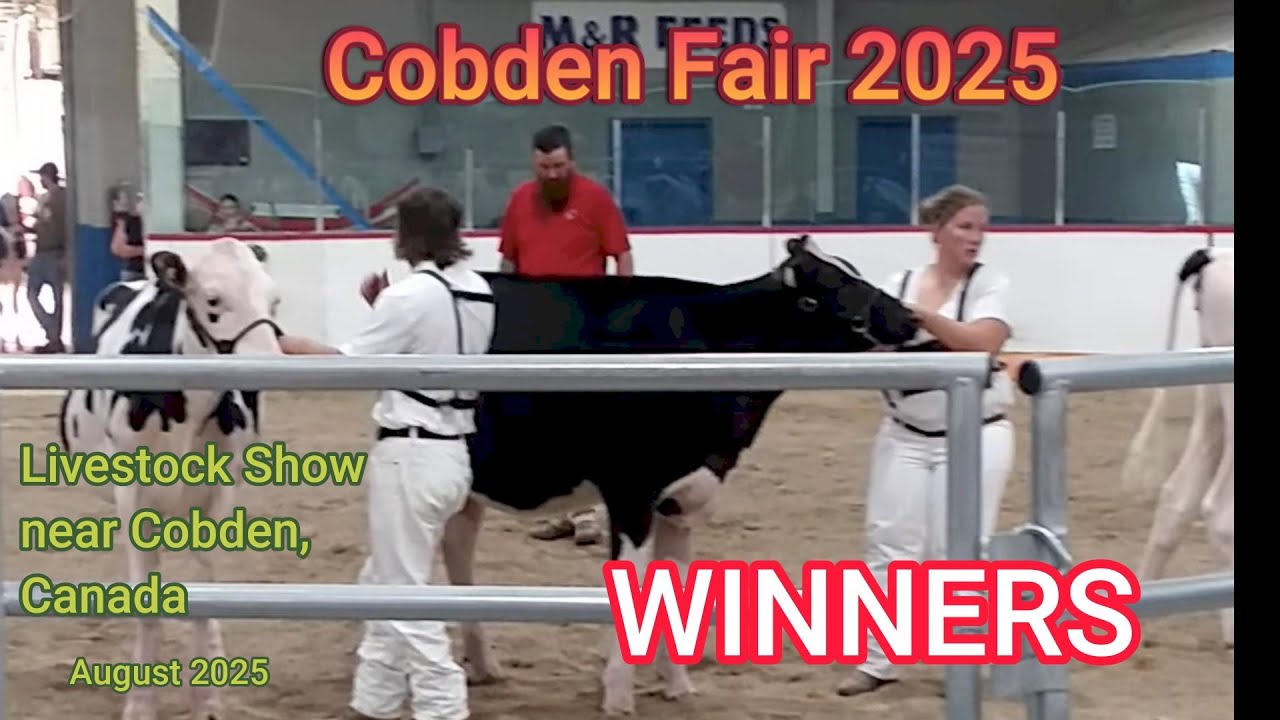 Cobden Fair 2025 Livestock - Live Results - YouTube