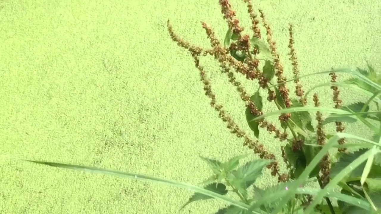 ANG PINAKA MALIIT NA HALAMAN SA BUONG MUNDO, ALGAE FLOWER | vdv travel ...