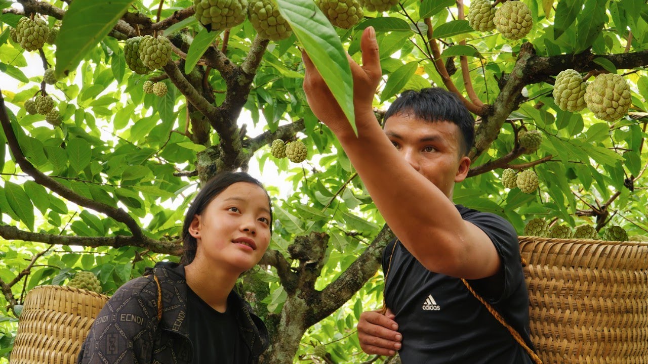 Gift from nature: Harvesting a season of super sweet custard apples ...