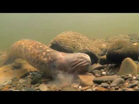 Sea lampreys (Petromyzon marinus) - YouTube