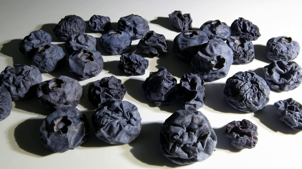 Timelapse of blueberries decaying, focus stacked, 4K - YouTube