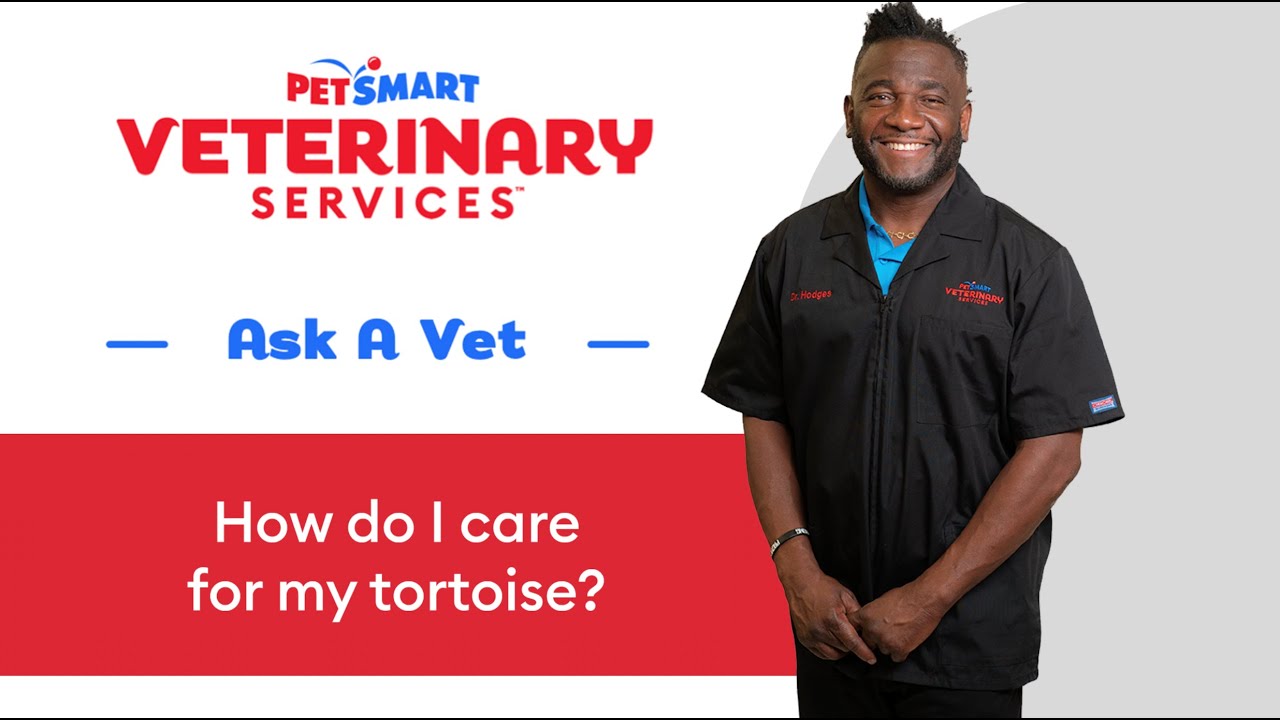How To Care For A Tortoise | PetSmart Veterinary Services - YouTube