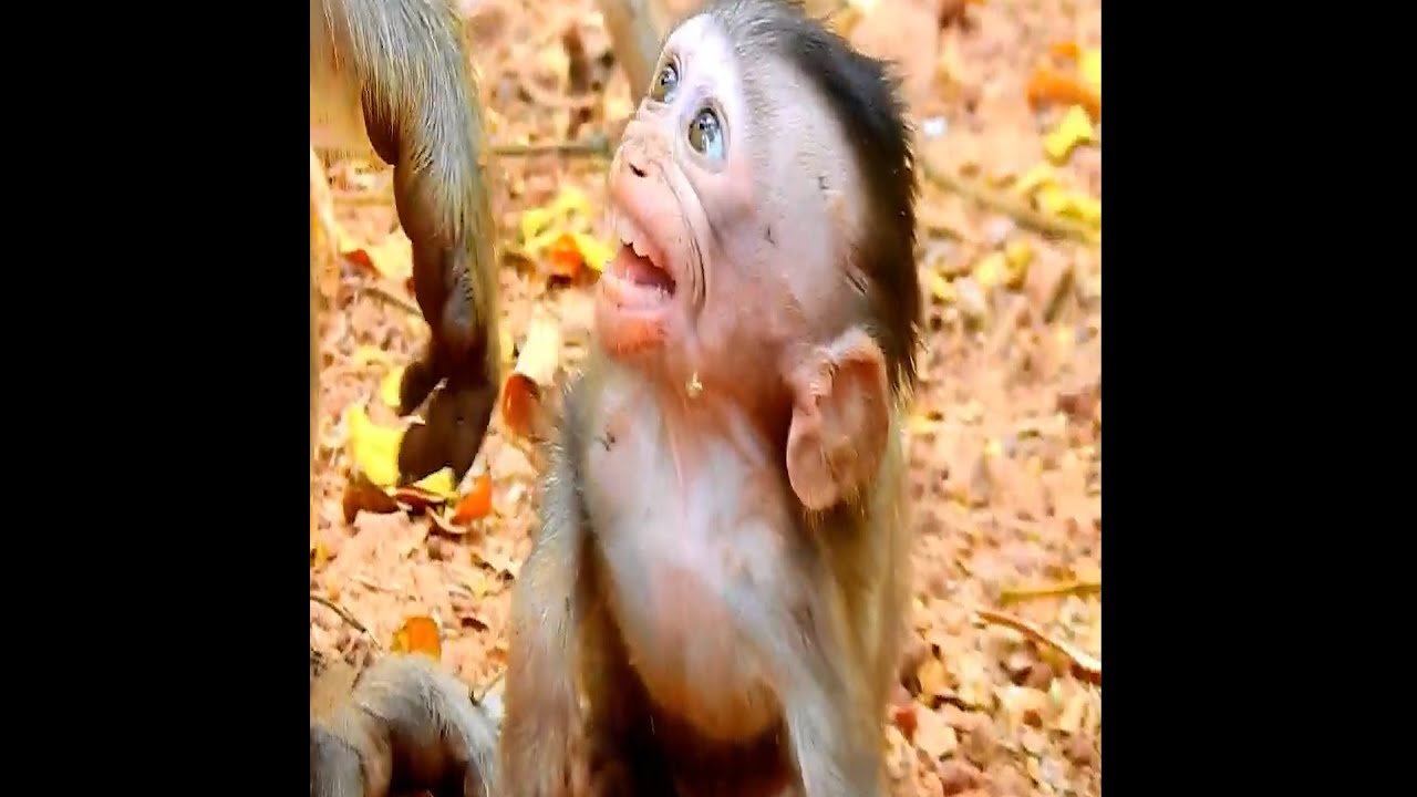 Baby monkey crying asking mommy milk - YouTube