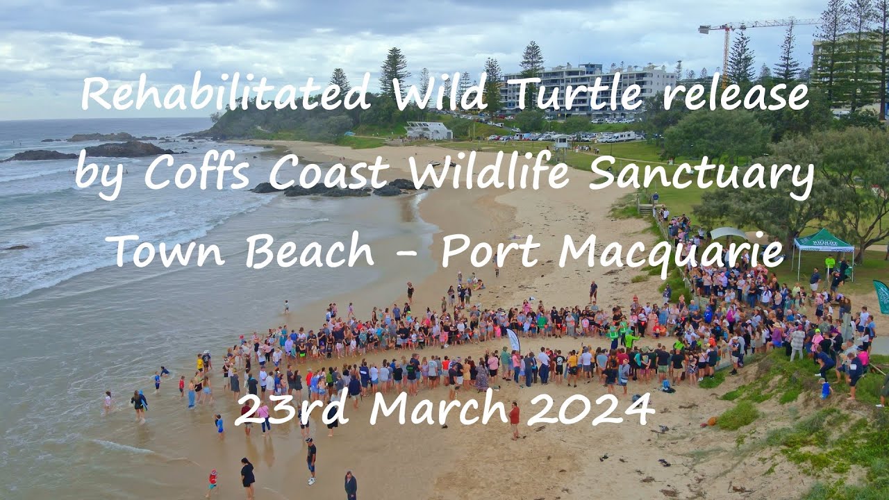 Rehabilitated wild turtle release at Town Beach, Port Macquarie - 23rd ...