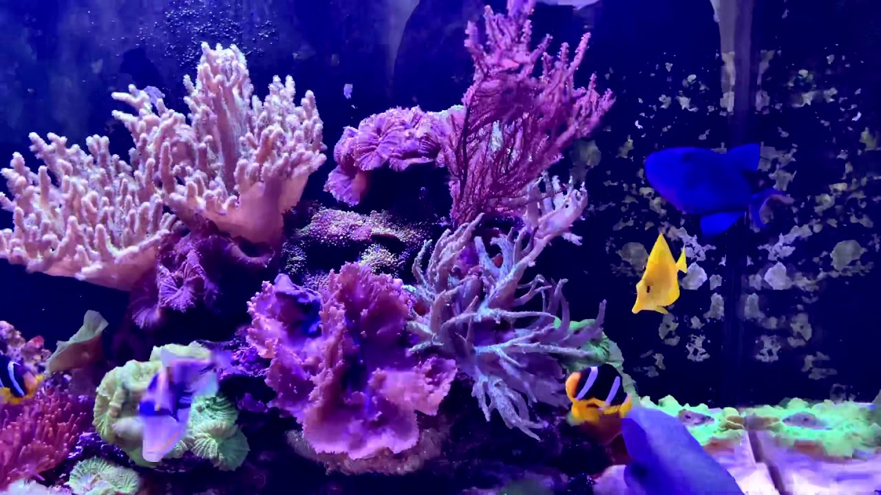 Red Sea S MAX 500 - YouTube