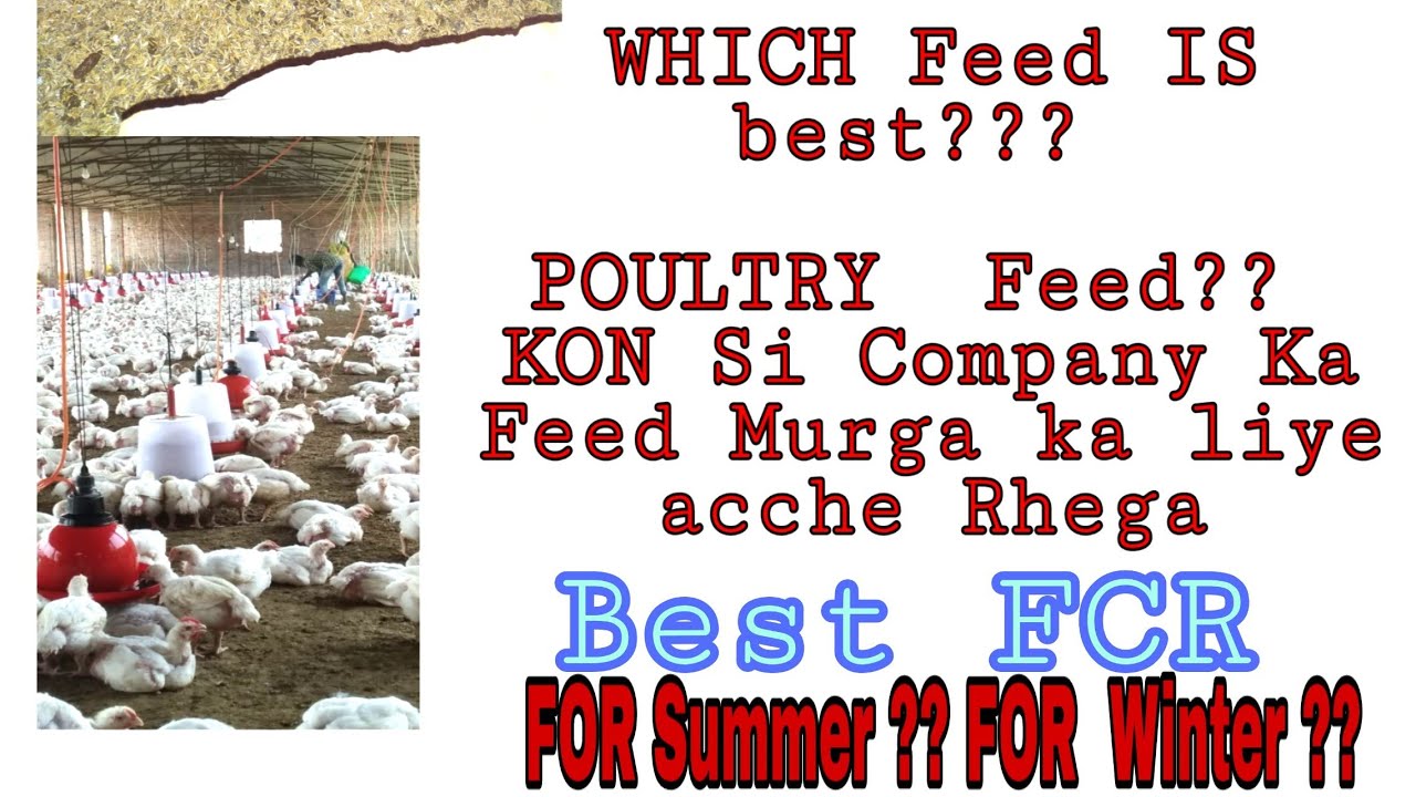 Poultry Feed | Japfa | Broiler | Bhagalpur | Businessplan - YouTube