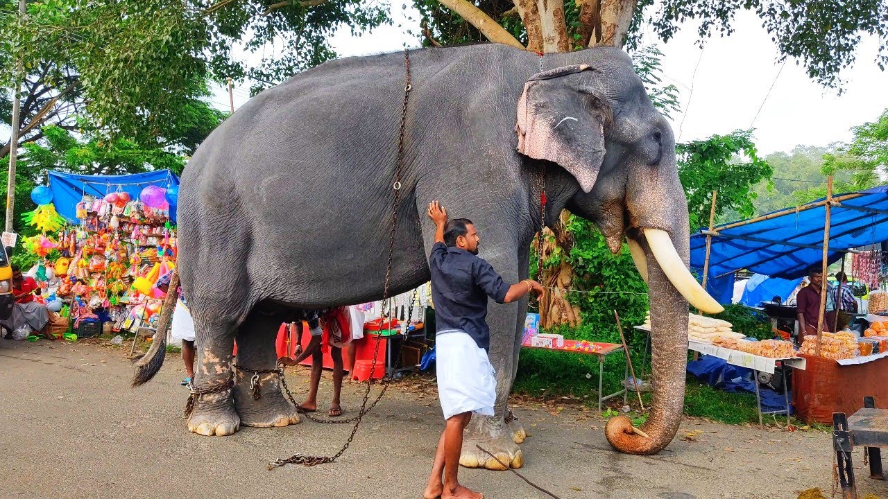 Pambadi Rajan Thiruvillamala Niramala | Pambadi Rajan Latest | Pambadi ...