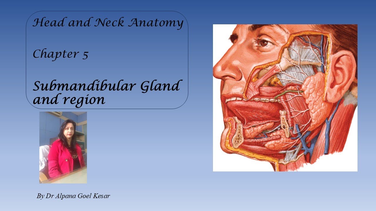 5. Submandibular Gland | Submandibular ganglion | Sublingual gland ...