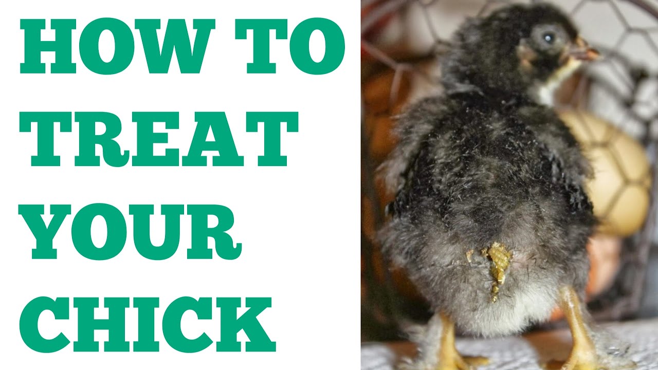 Prevent Vent Pasting | Free-range Chicken Farming in the Philippines ...