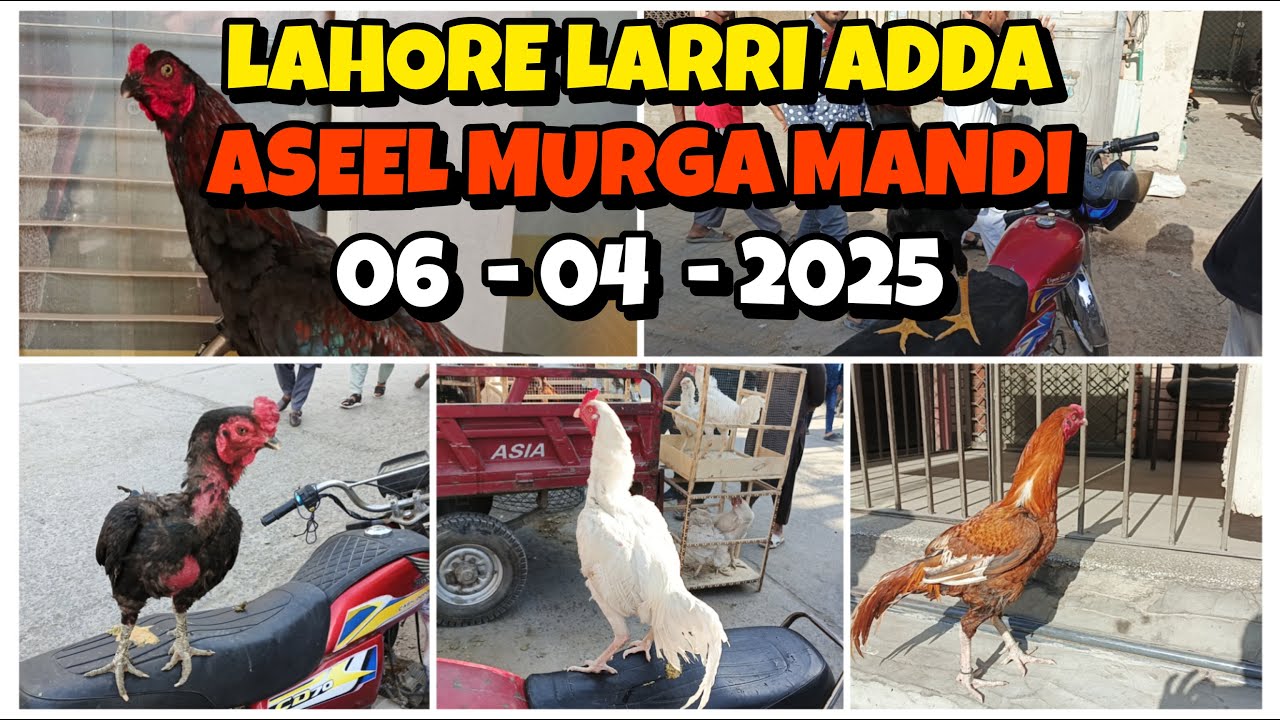 Lahore Aseel Murga Mandi || Lahore Lari Adda Aseel Murga Mandi 2025 ...