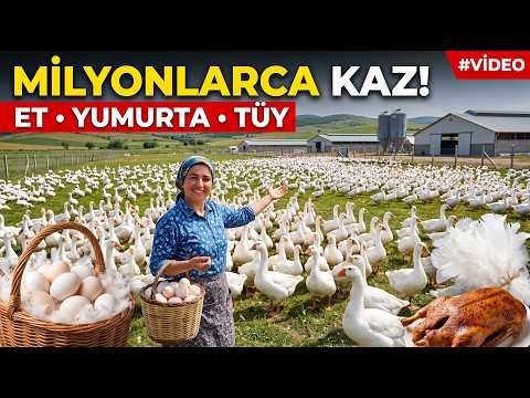 Milyonlarca Kaz Nasıl Yetiştiriliyor? | Et, Yumurta ve Tüy İçin Tam Çiftlik Süreci #video