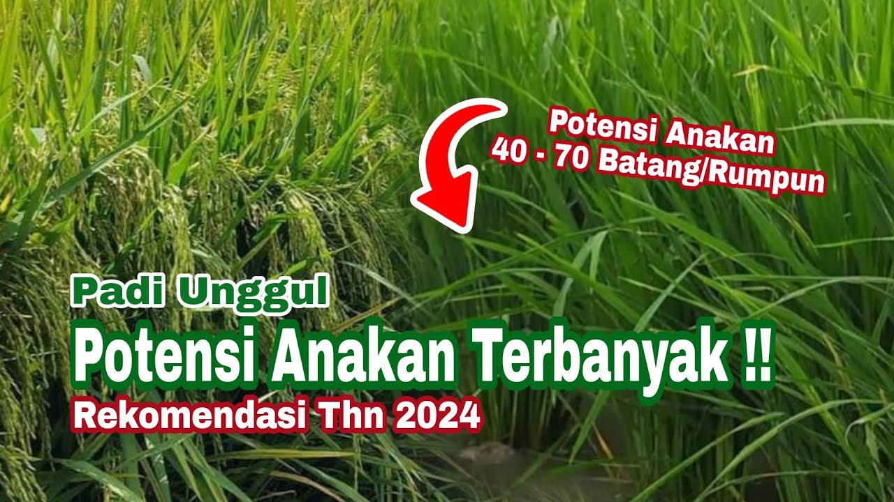 Padi Unggul dengan Potensi Anakan Terbanyak !! Rekomendasi 2024 - YouTube