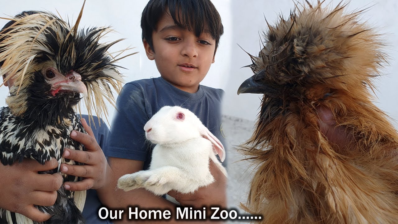 our home mini zoo #vlog #dailyvlogs - YouTube