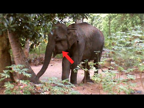 Jaw injured elephant mother visited a village in search of food | Frightened grandma try to chase
