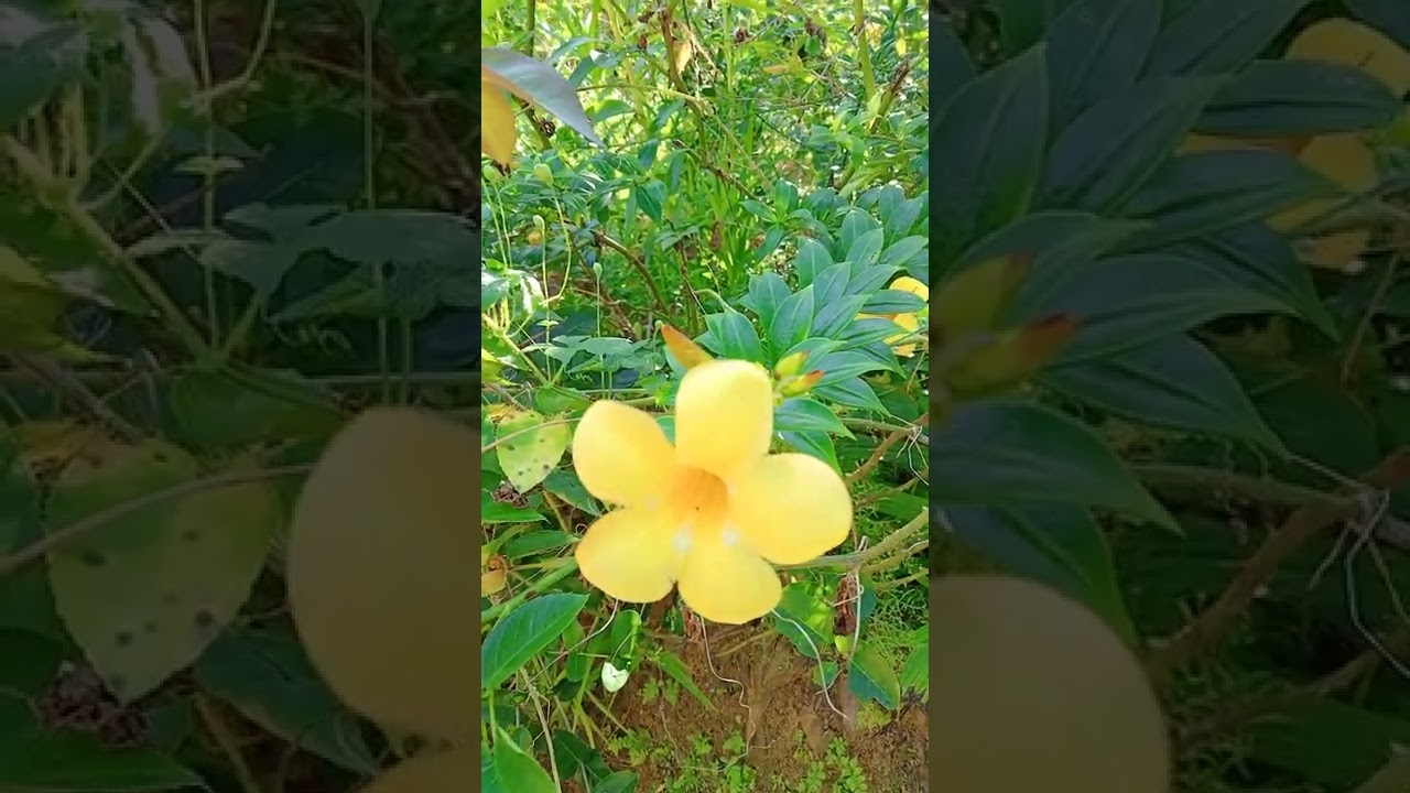 ruk aththana රුක් අත්තන මල් #greenscreen#naturevideo#naturemusic - YouTube