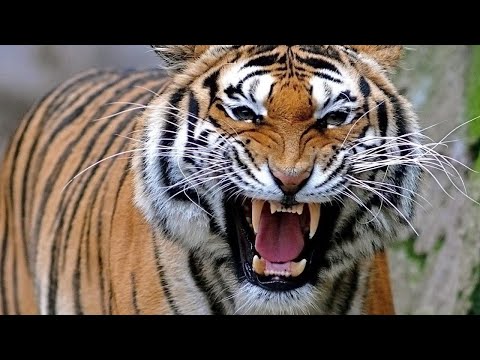 Tiger Roaring Sound - YouTube