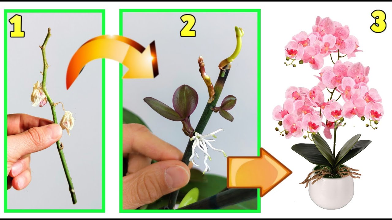 ORCHIDEE GRATIS fai nascere NUOVE PIANTINE DAI FIORI SECCHI trucco per ...