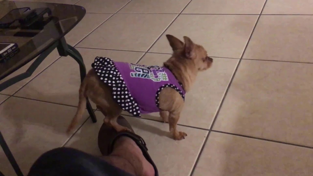 Funny Small Dog - YouTube