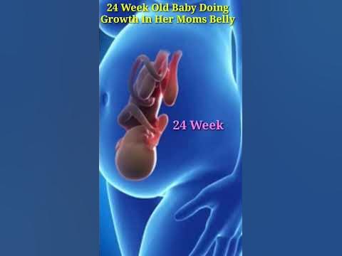 24 week baby growth in mother womb #baby #doctor #pregnancy #youtubeshorts #shorts - YouTube