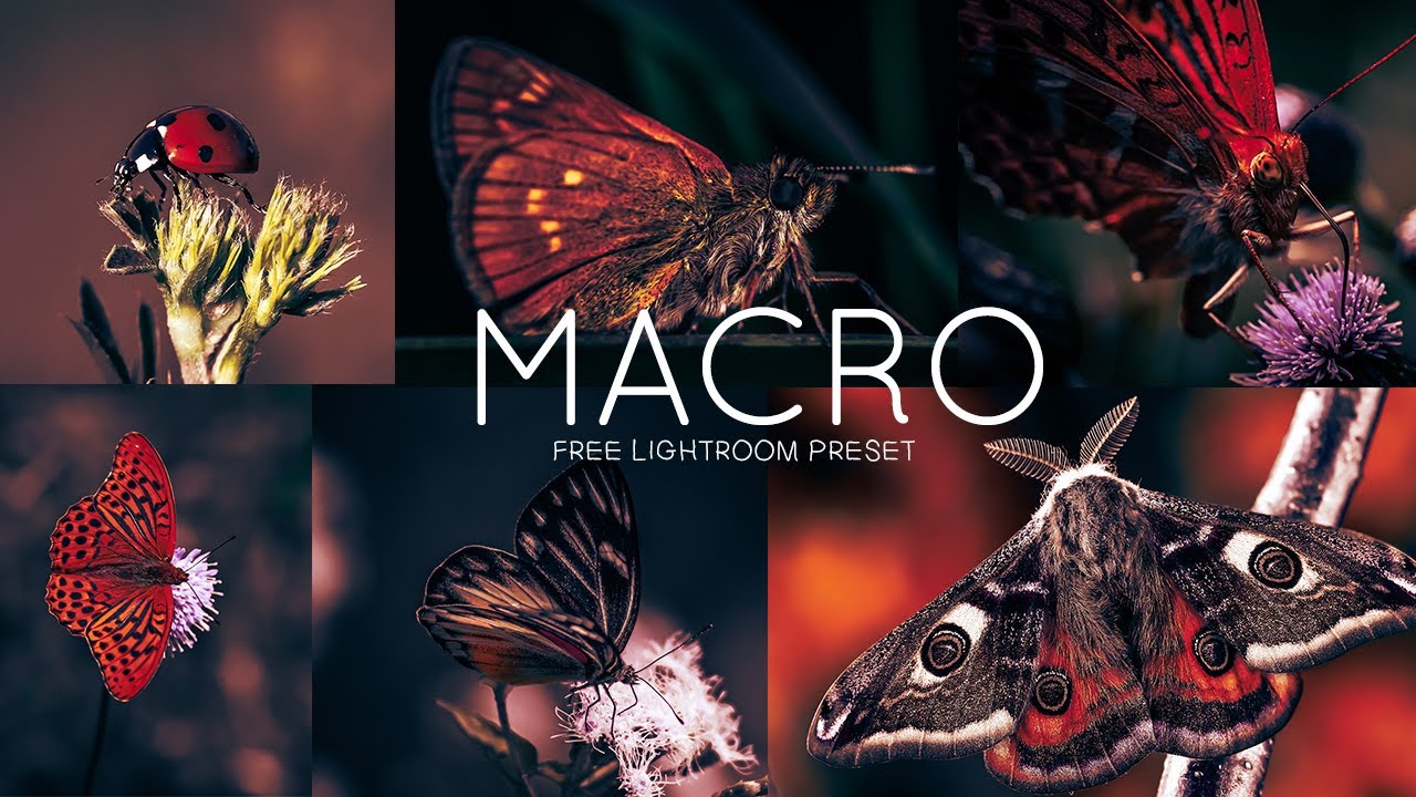 Free Lightroom Preset | Macro Preset | Free Dng File Download | Mobile ...