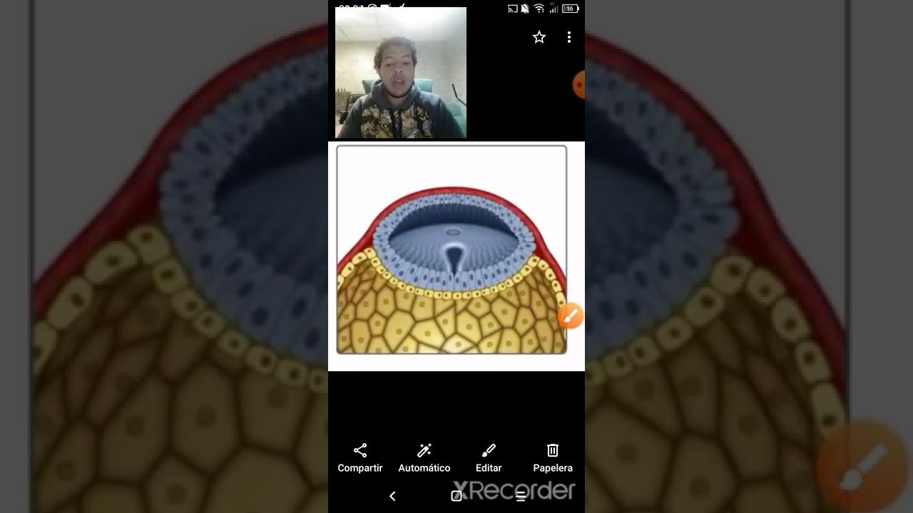 Grastrulacion: características, hojas embrionarias. - YouTube